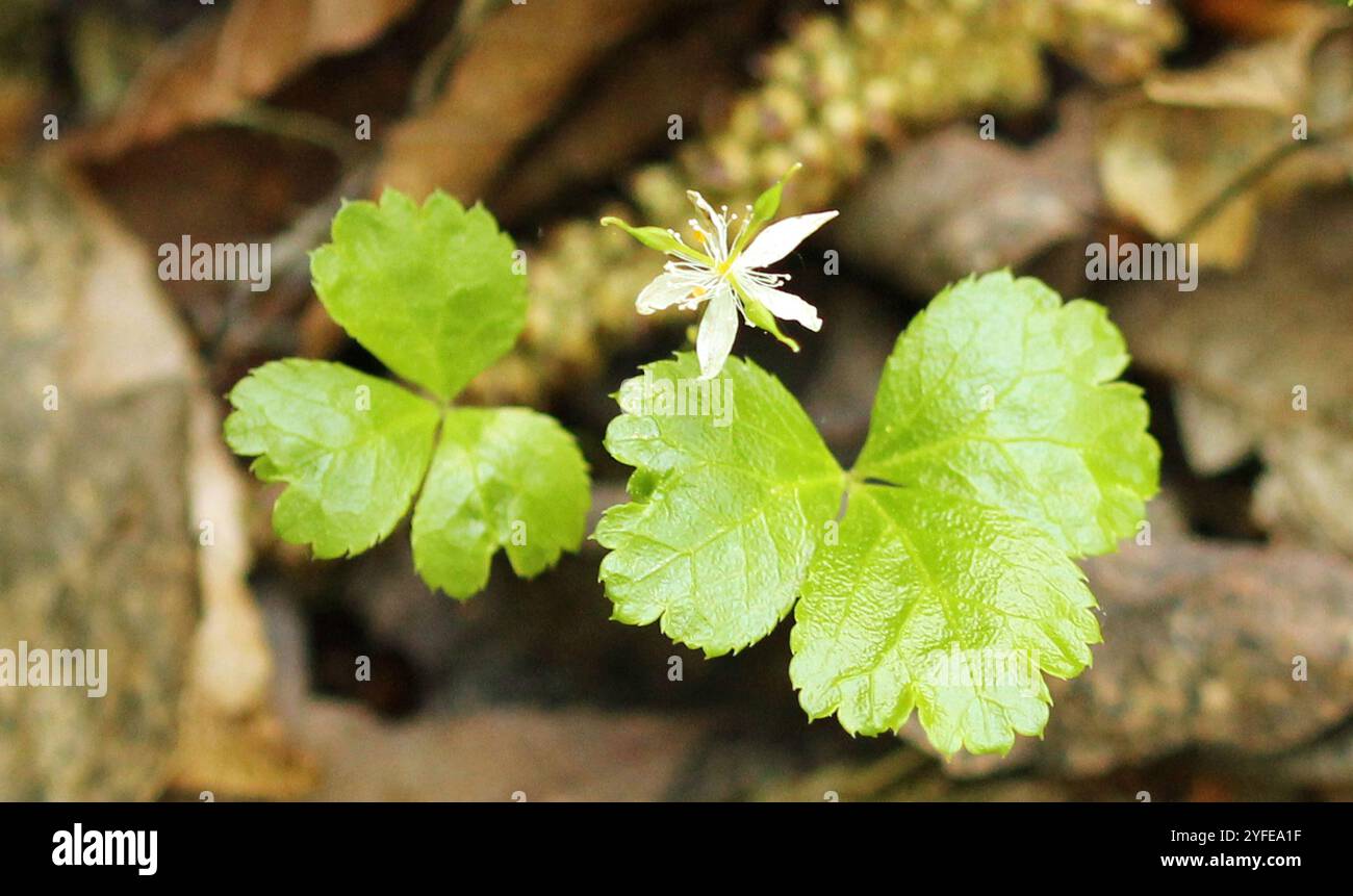 threeleaf goldthread (Coptis trifolia Stock Photo - Alamy
