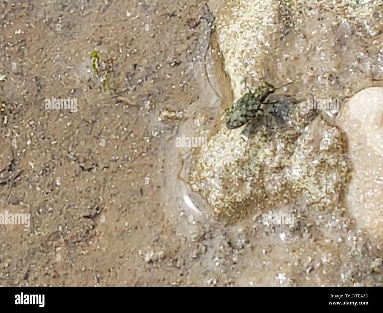 Marsh Ground Beetles (Elaphrus Stock Photo - Alamy