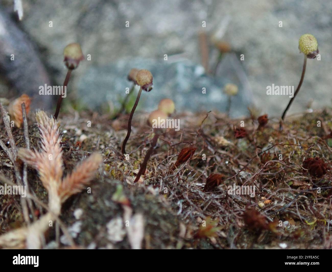Thin Starwort (Mannia gracilis Stock Photo - Alamy