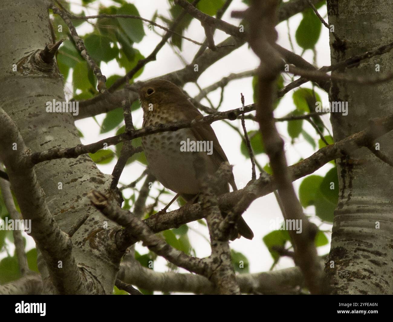 Swainson's Thrush (Catharus ustulatus Stock Photo - Alamy