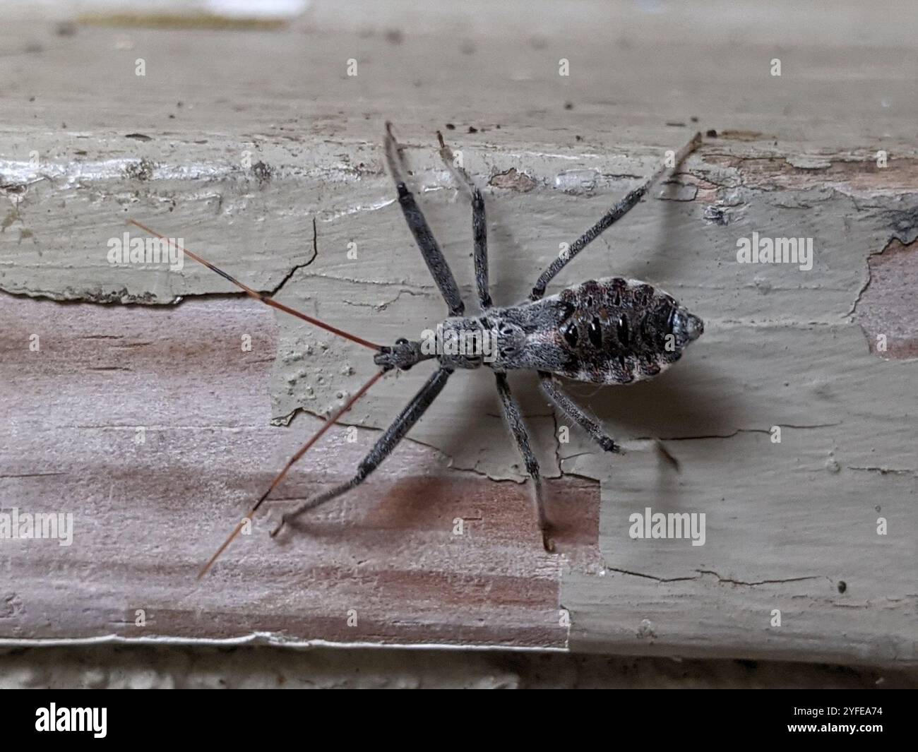 North American Wheel Bug (Arilus cristatus Stock Photo - Alamy