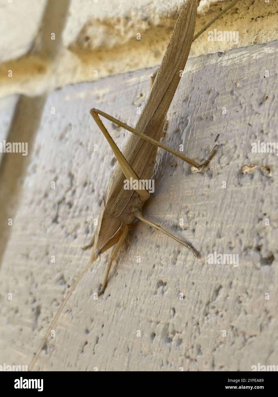Irritating Grasshopper (Euconocephalus nasutus Stock Photo - Alamy