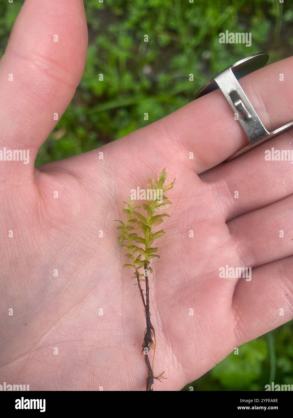 Badge Moss (Plagiomnium insigne Stock Photo - Alamy