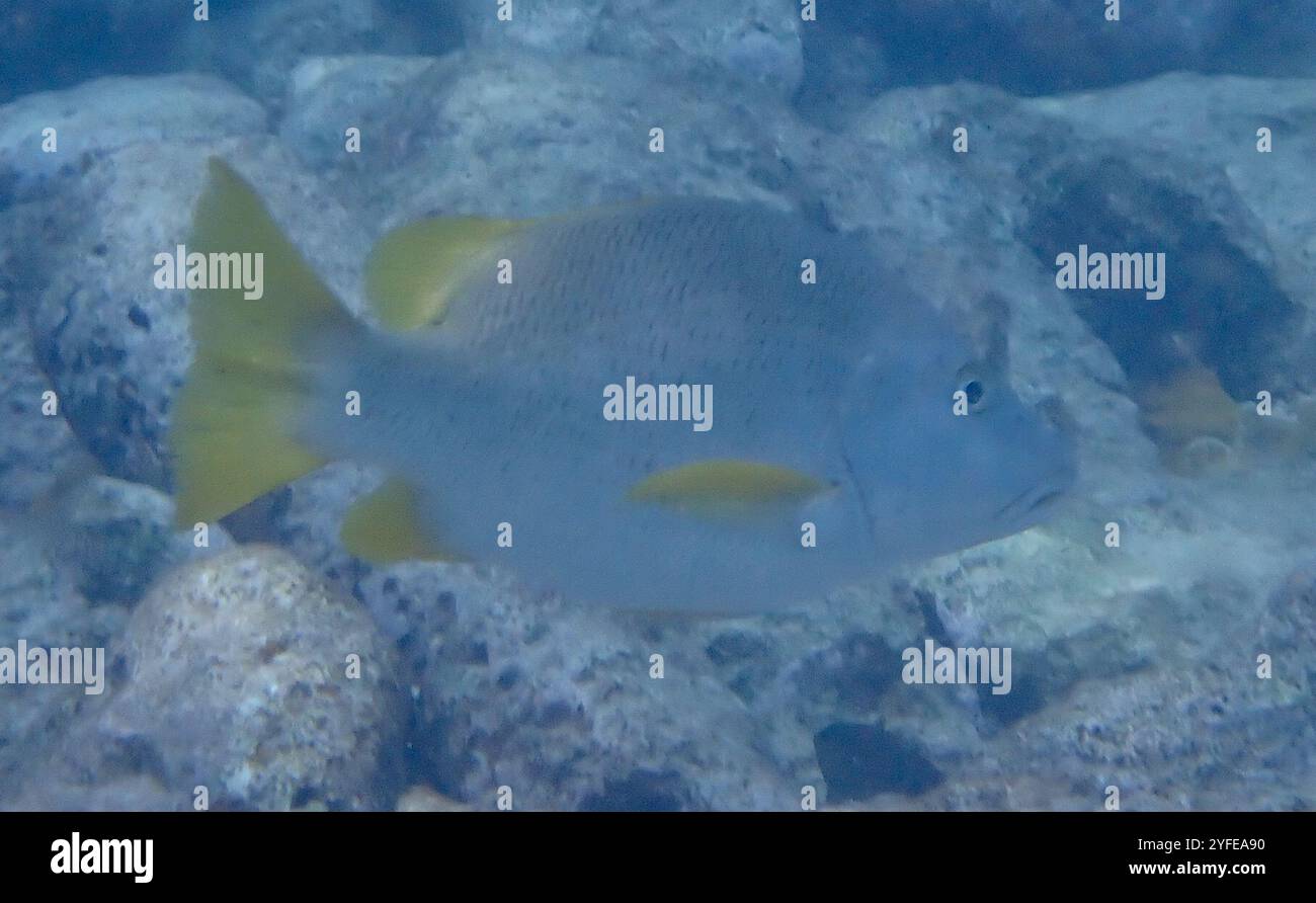 Schoolmaster Snapper (Lutjanus apodus Stock Photo - Alamy