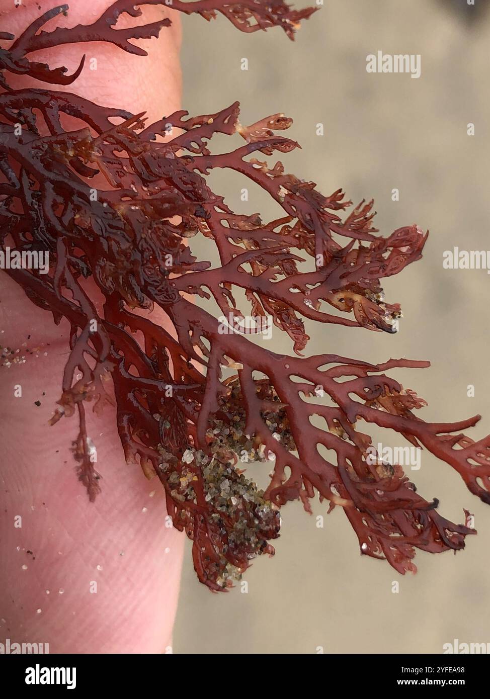 Sea Comb (Plocamium cartilagineum Stock Photo - Alamy