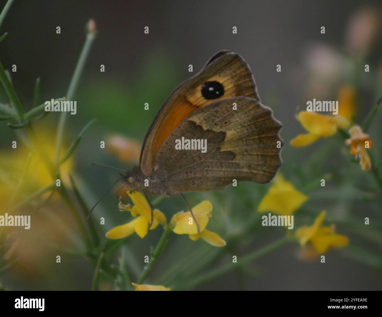 Persian Meadow Brown (Maniola telmessia Stock Photo - Alamy