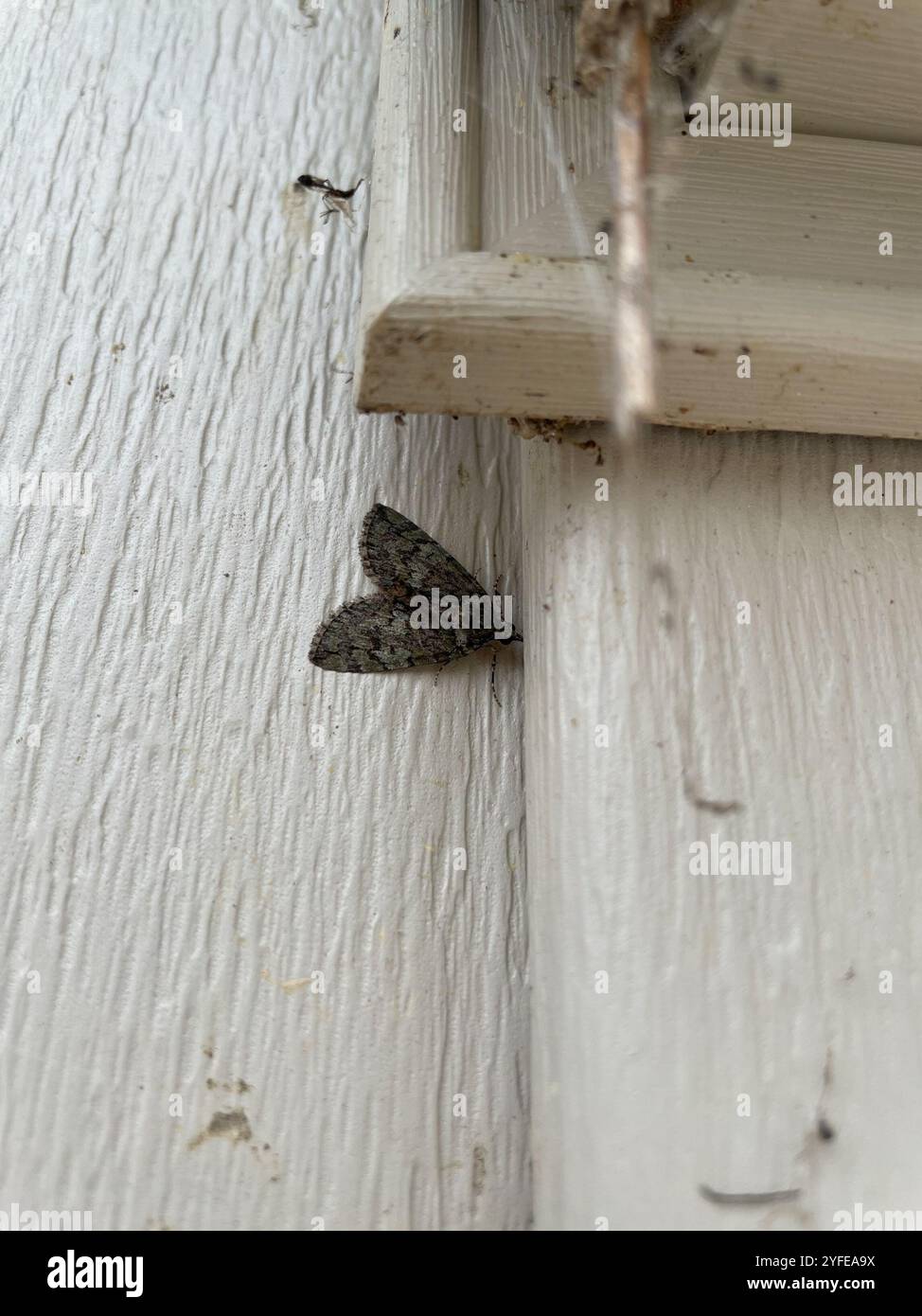 Transfigured Hydriomena Moth (Hydriomena transfigurata Stock Photo - Alamy