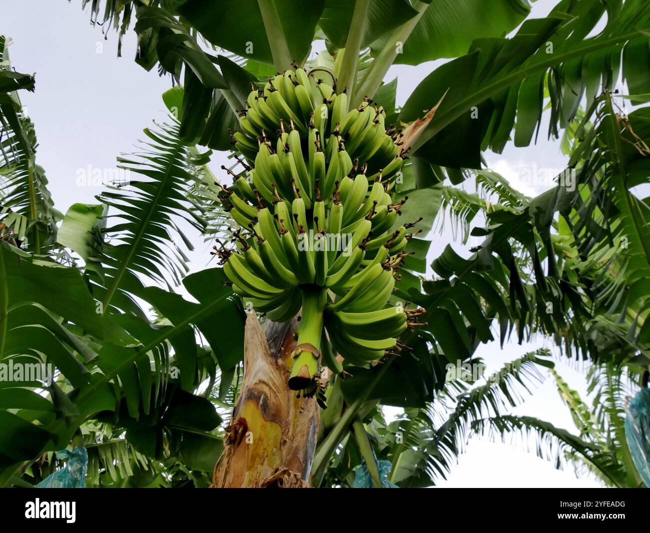 green banana fruit bunch growing on banana plantation field, maturing ...