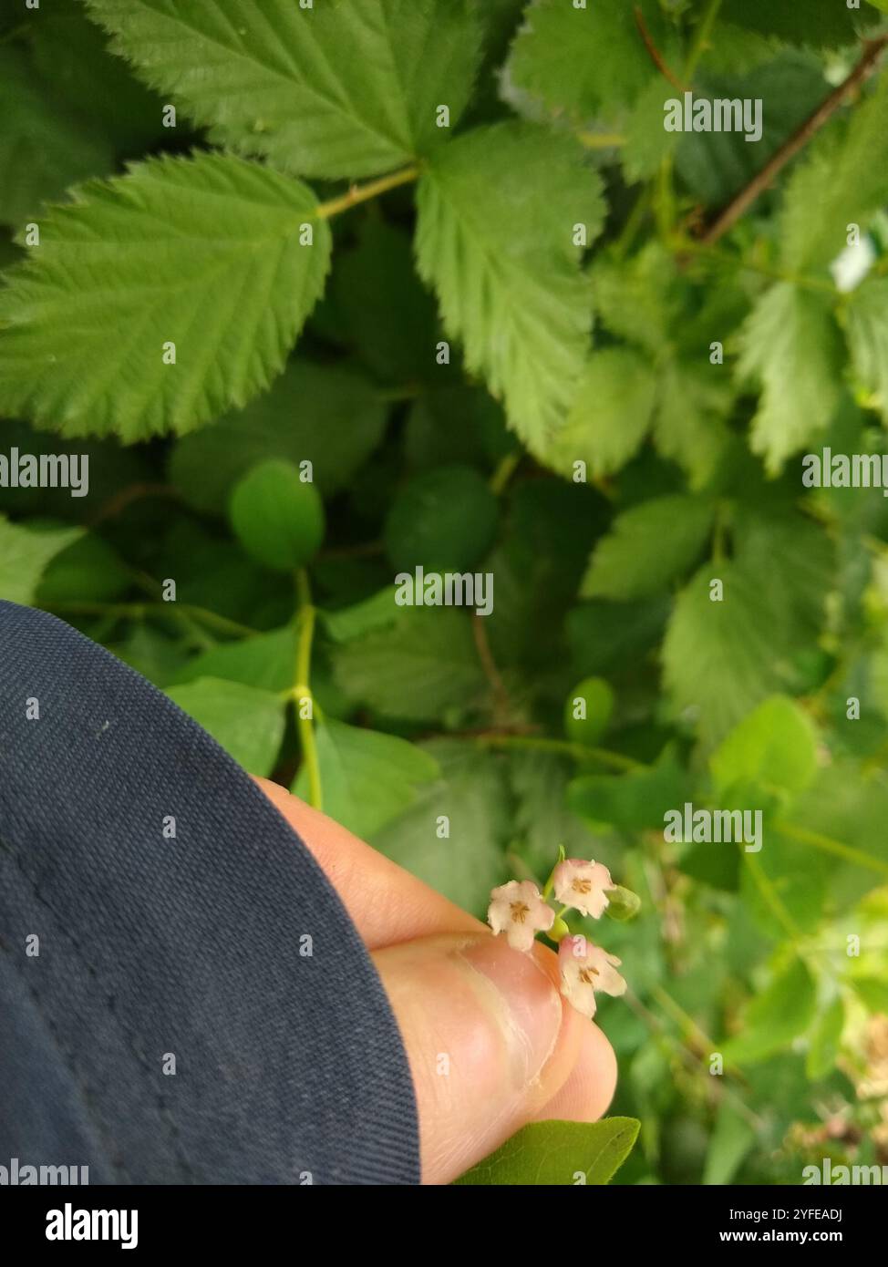 Common Snowberry (Symphoricarpos albus Stock Photo - Alamy