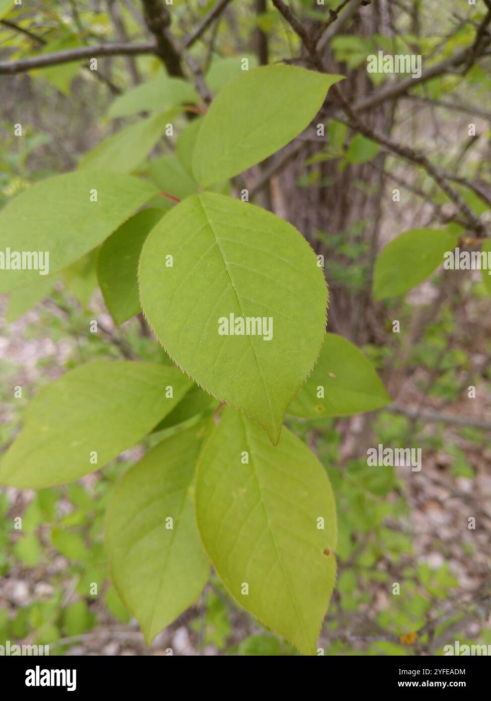 chokecherry (Prunus virginiana Stock Photo - Alamy