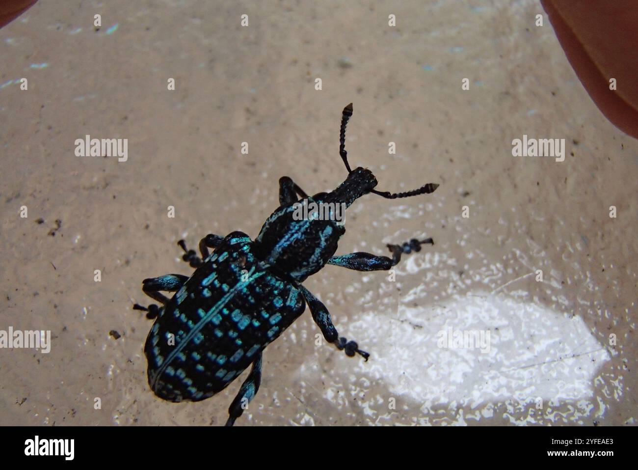 Botany Bay Diamond Weevil (Chrysolopus spectabilis Stock Photo - Alamy