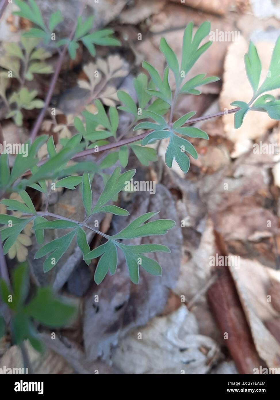rock harlequin (Capnoides sempervirens Stock Photo - Alamy