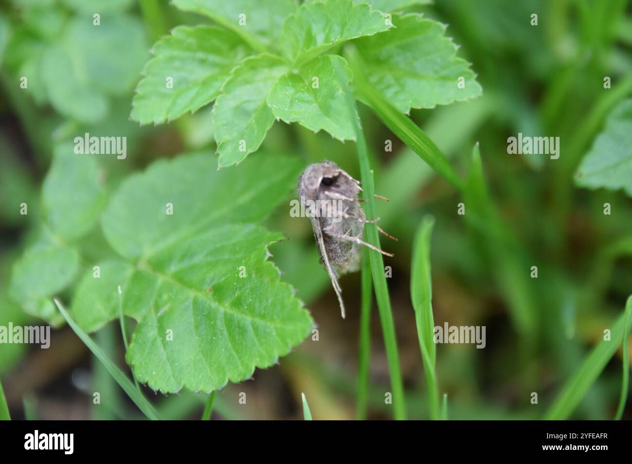 Hebrew Character (Orthosia gothica Stock Photo - Alamy