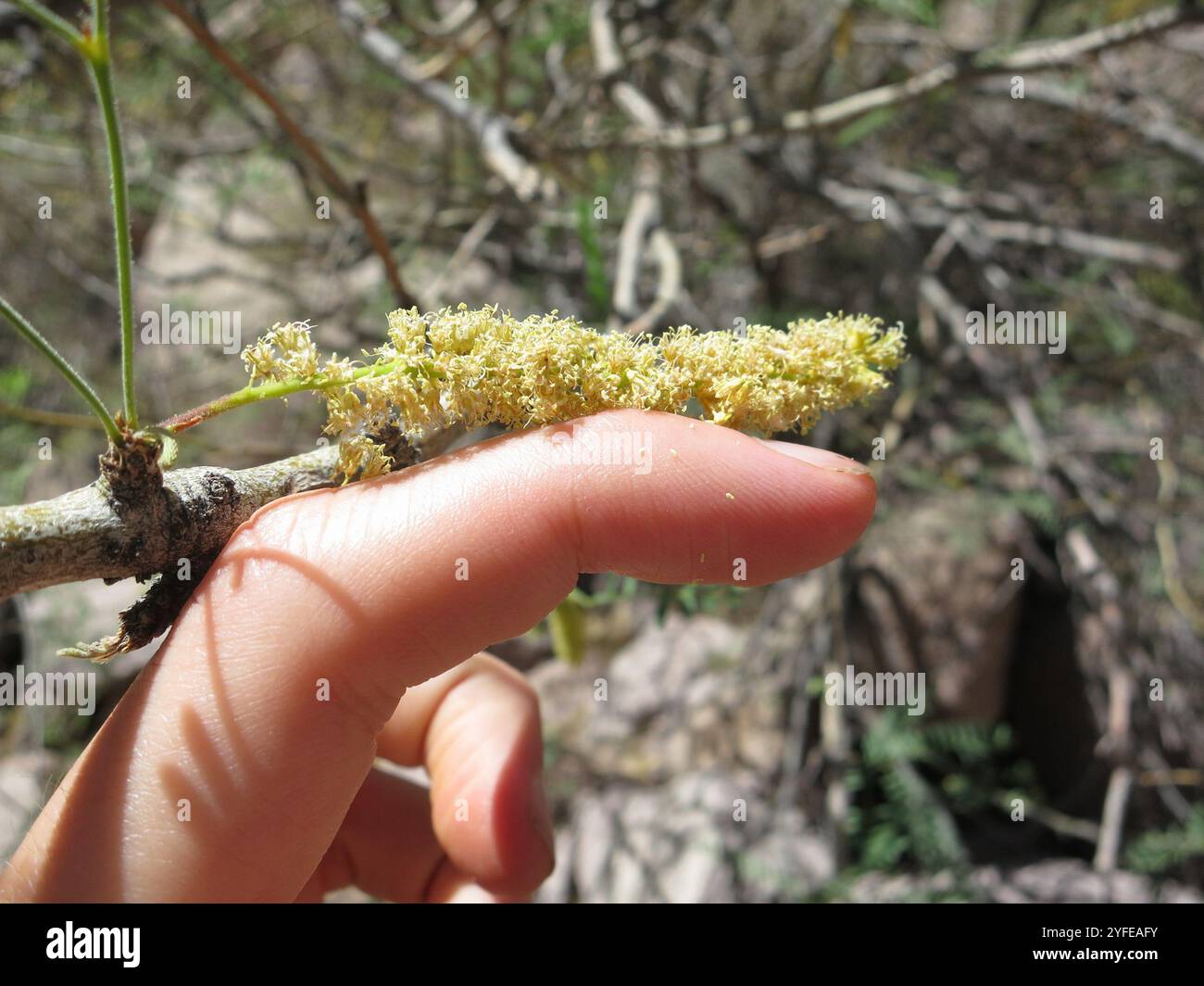 Mimoseae hi-res stock photography and images - Alamy