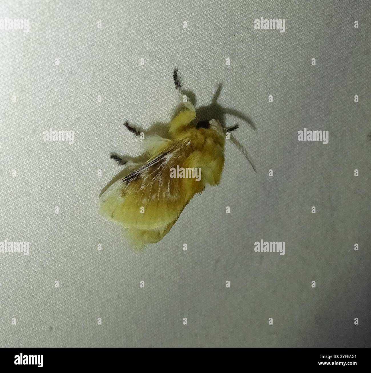 Southern Flannel Moth (Megalopyge opercularis Stock Photo - Alamy