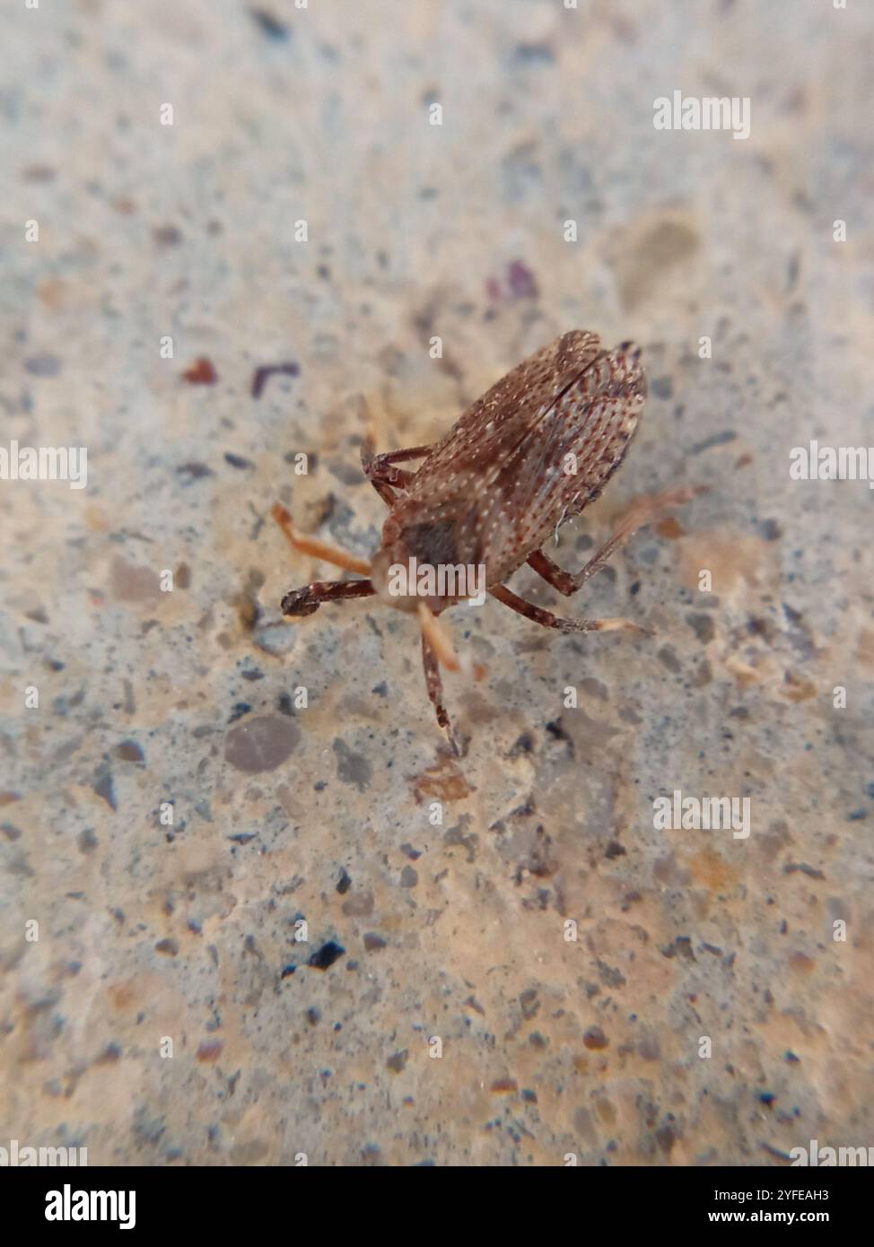 broadened planthopper (Asiraca clavicornis Stock Photo - Alamy