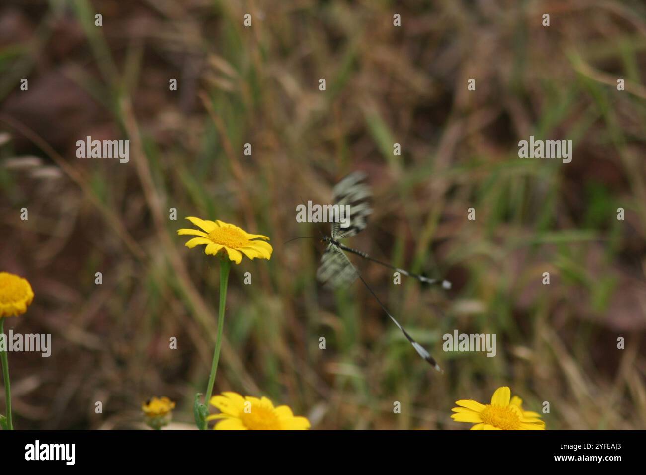 Sinuated Spoonwing (Nemoptera sinuata Stock Photo - Alamy
