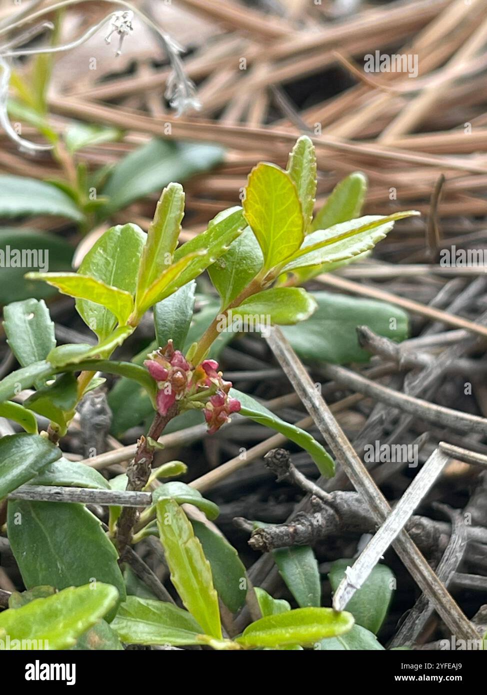 Oregon Boxwood (Paxistima myrsinites Stock Photo - Alamy
