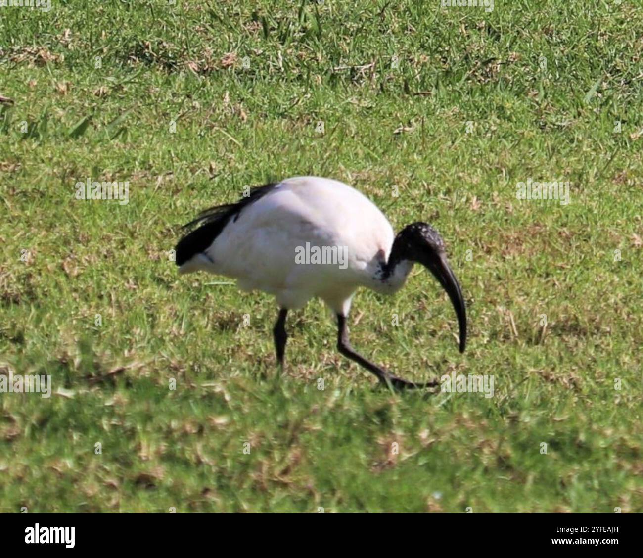 African Sacred Ibis (Threskiornis aethiopicus Stock Photo - Alamy
