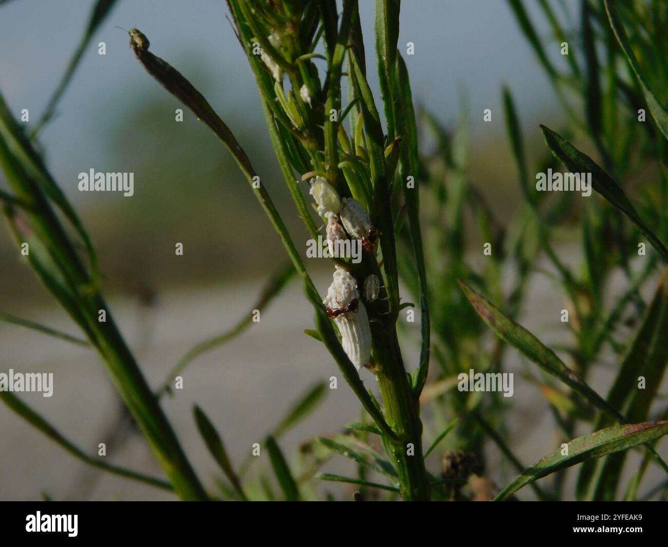 Cottony cushion scale (Icerya purchasi Stock Photo - Alamy
