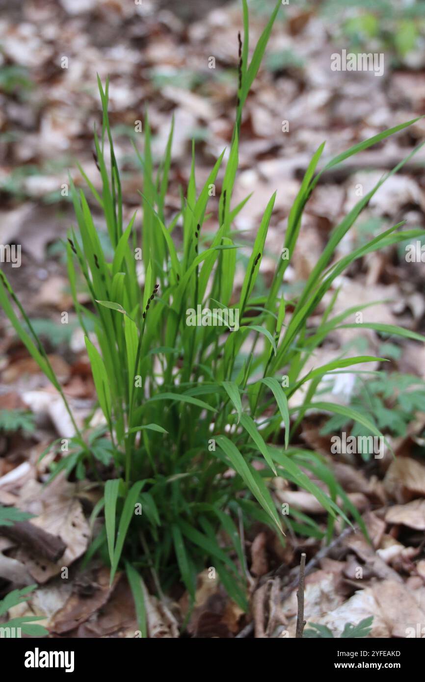 Wood melick hi-res stock photography and images - Alamy