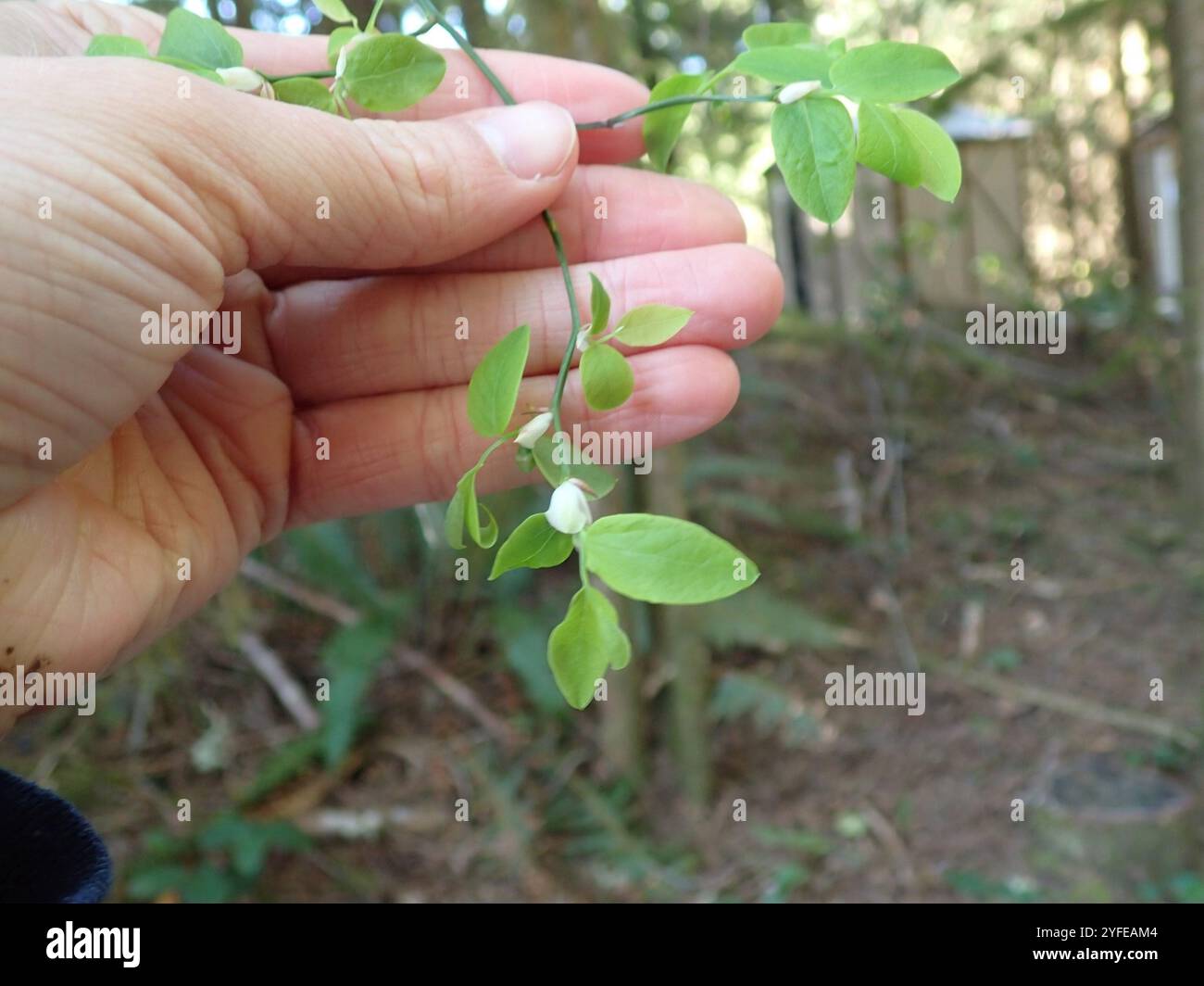 Vaccinium parvifolium hi-res stock photography and images - Alamy