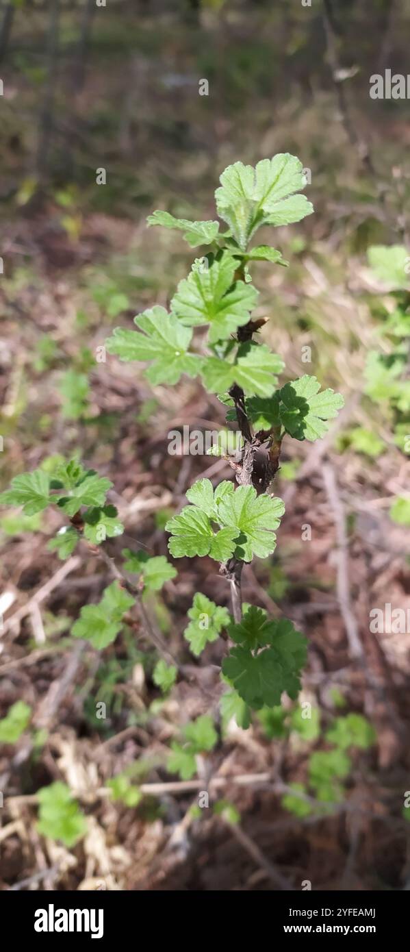 European gooseberry (Ribes uva-crispa Stock Photo - Alamy