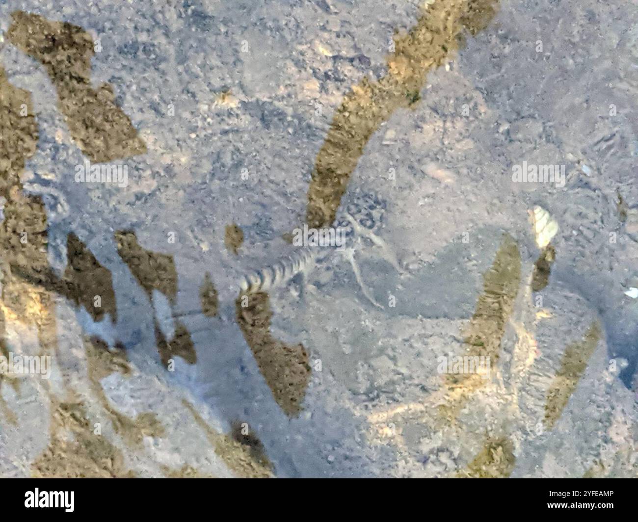 Common Stoneflies (Perlidae Stock Photo - Alamy