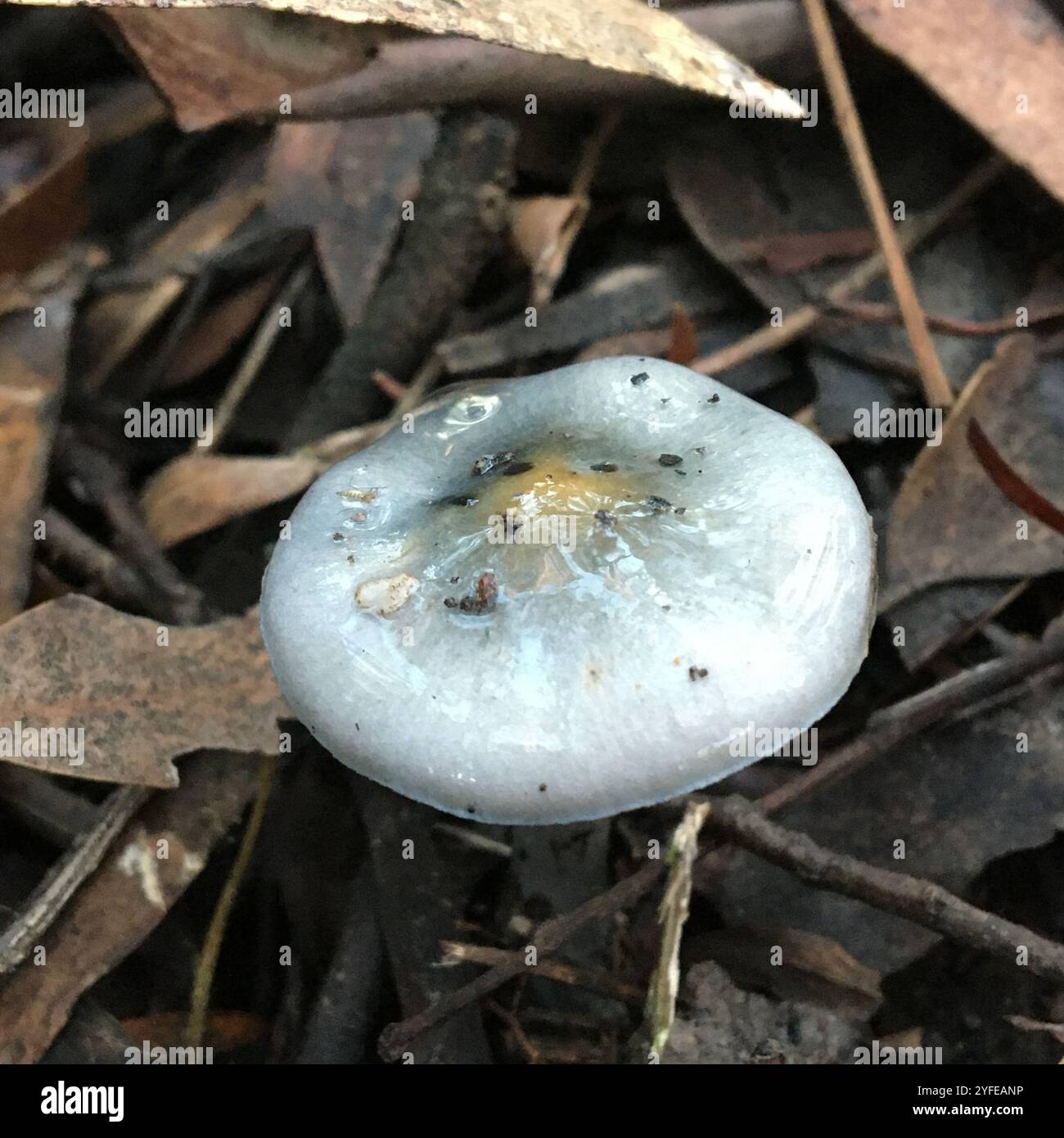 elegant blue webcap (Cortinarius rotundisporus Stock Photo - Alamy