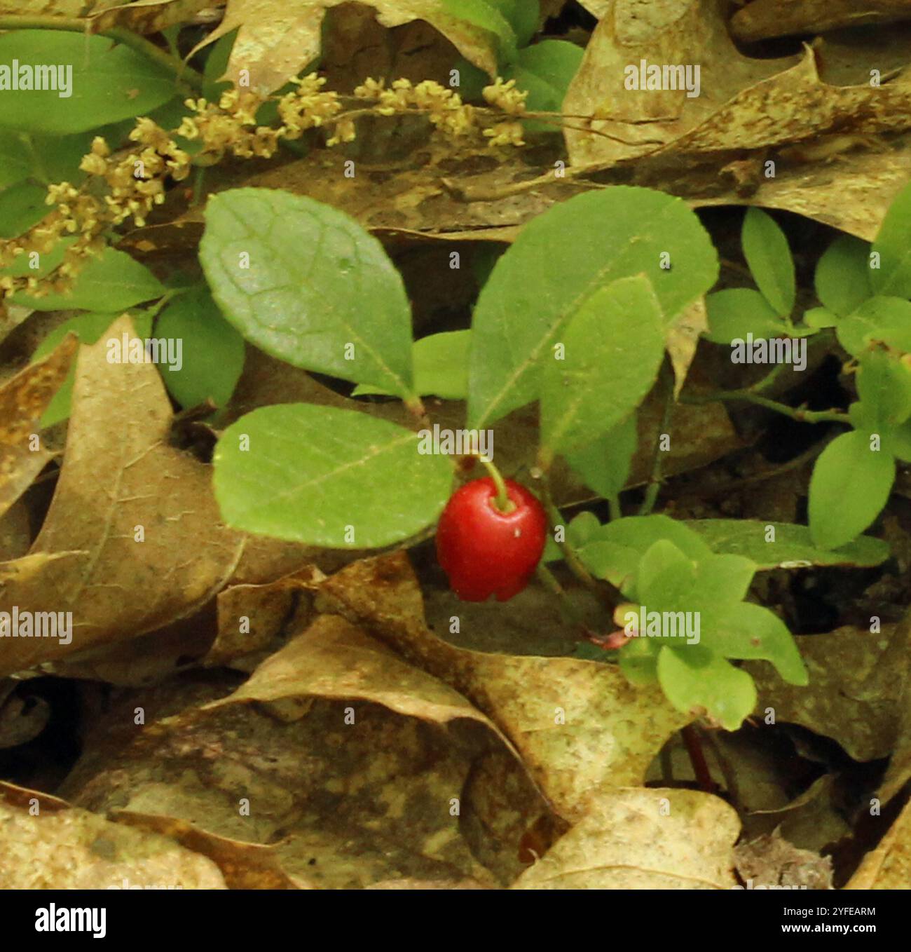 Eastern Teaberry (Gaultheria procumbens Stock Photo - Alamy