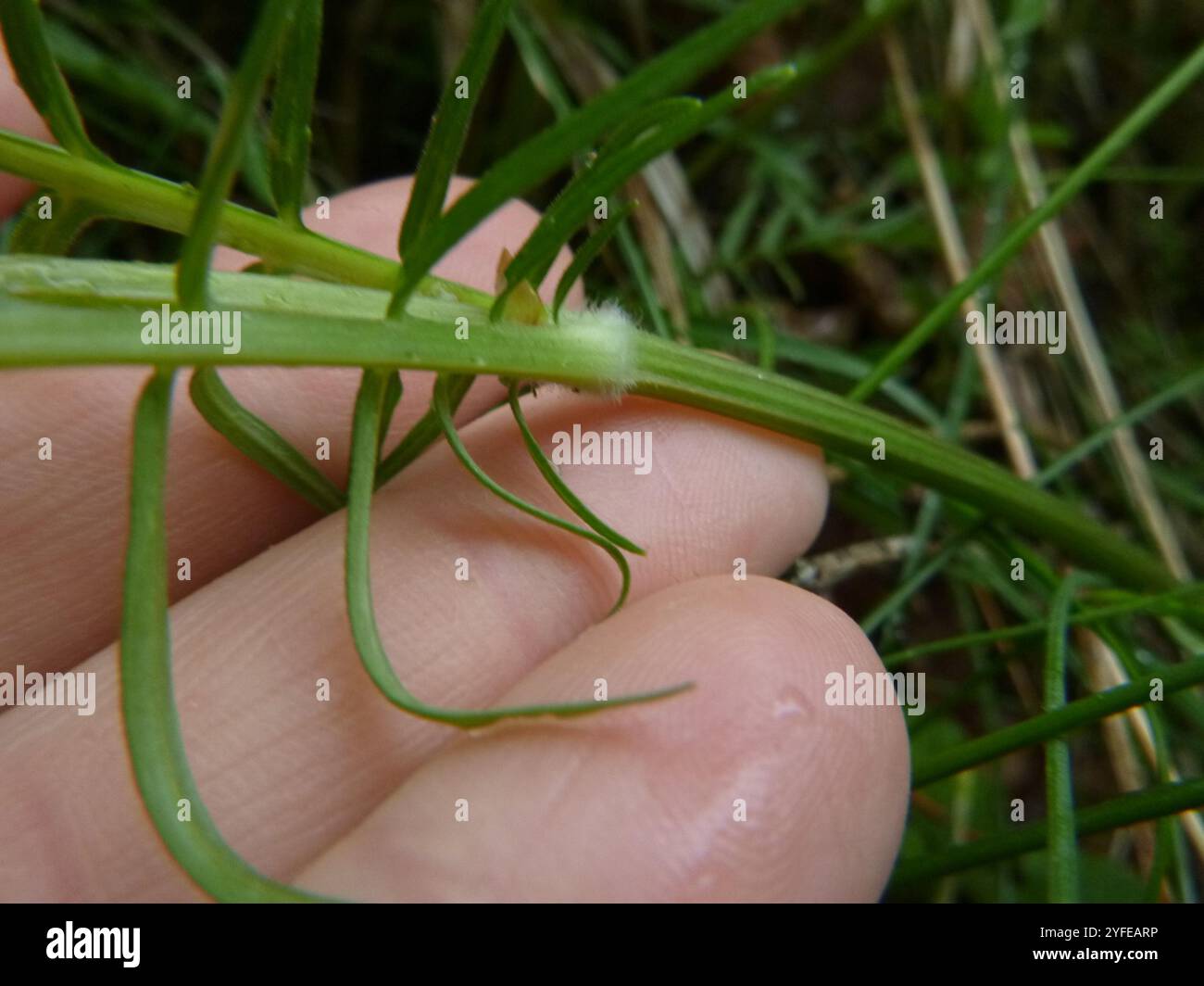 Common Valerian Complex (Valeriana officinalis Stock Photo - Alamy