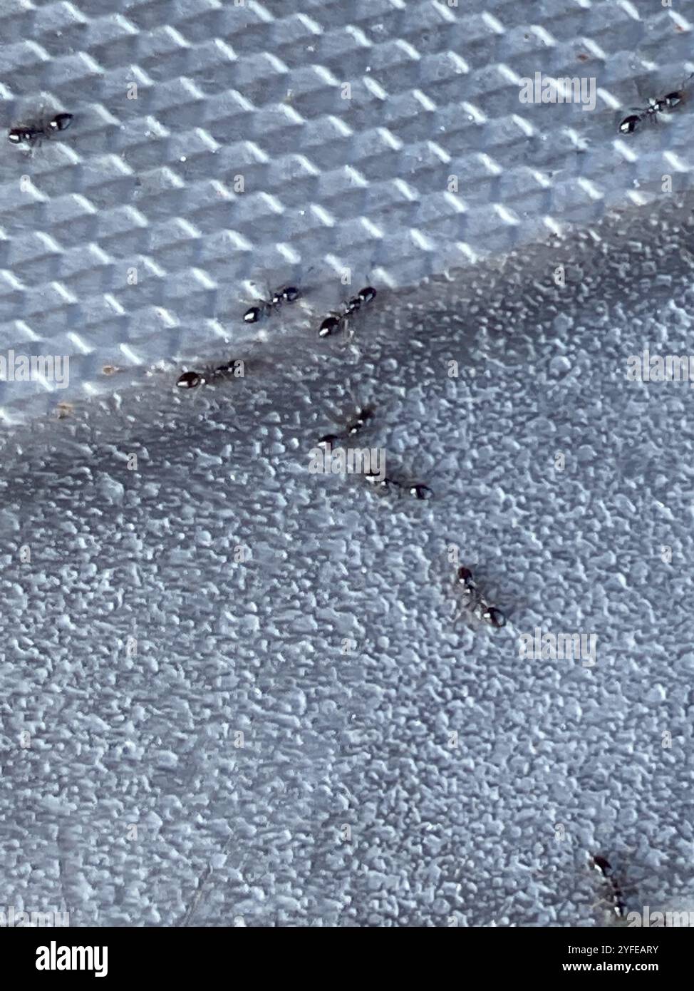 Common Trailing Ant (Monomorium minimum Stock Photo - Alamy