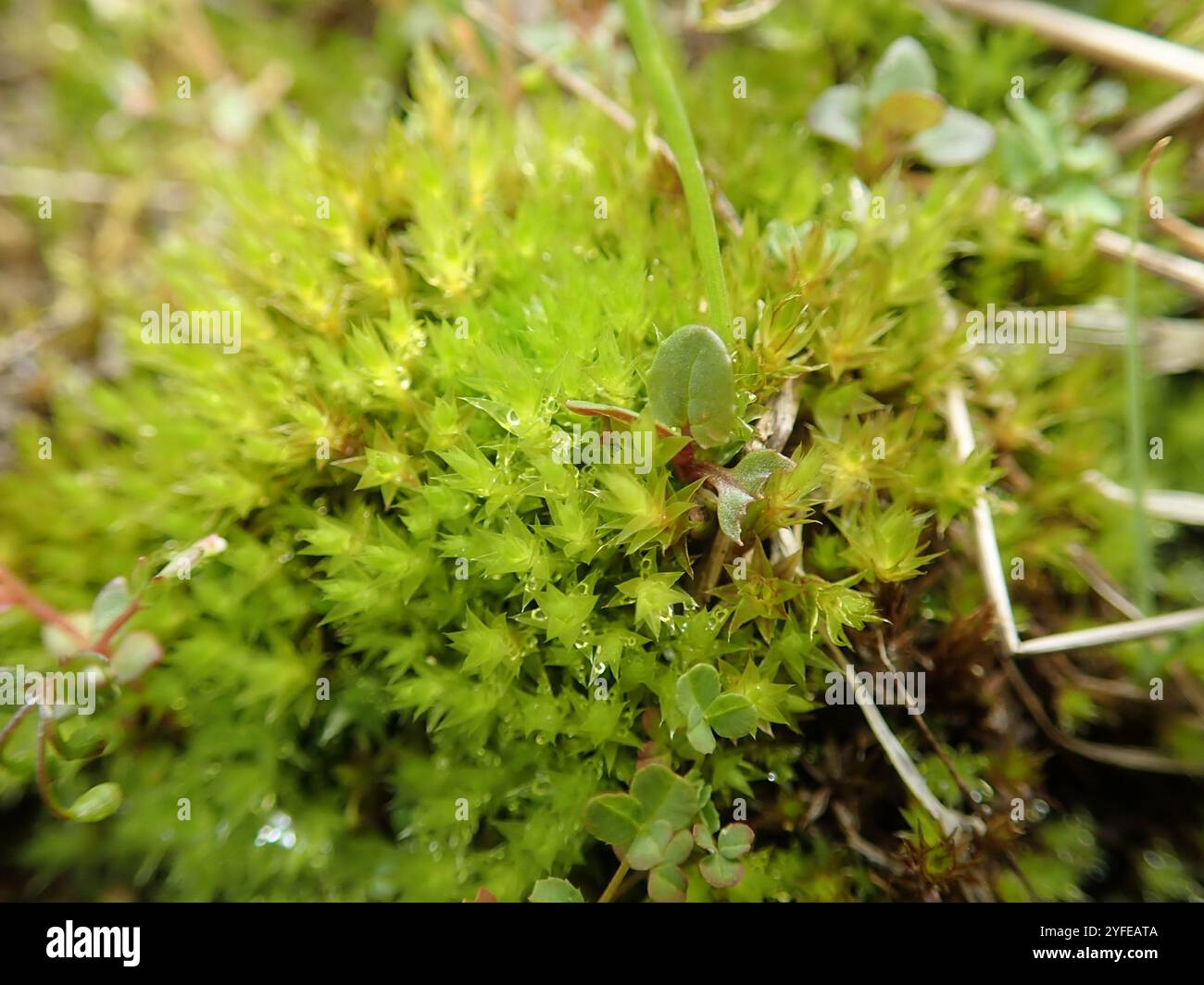 Long-leaved Thread Moss (Ptychostomum pseudotriquetrum Stock Photo - Alamy