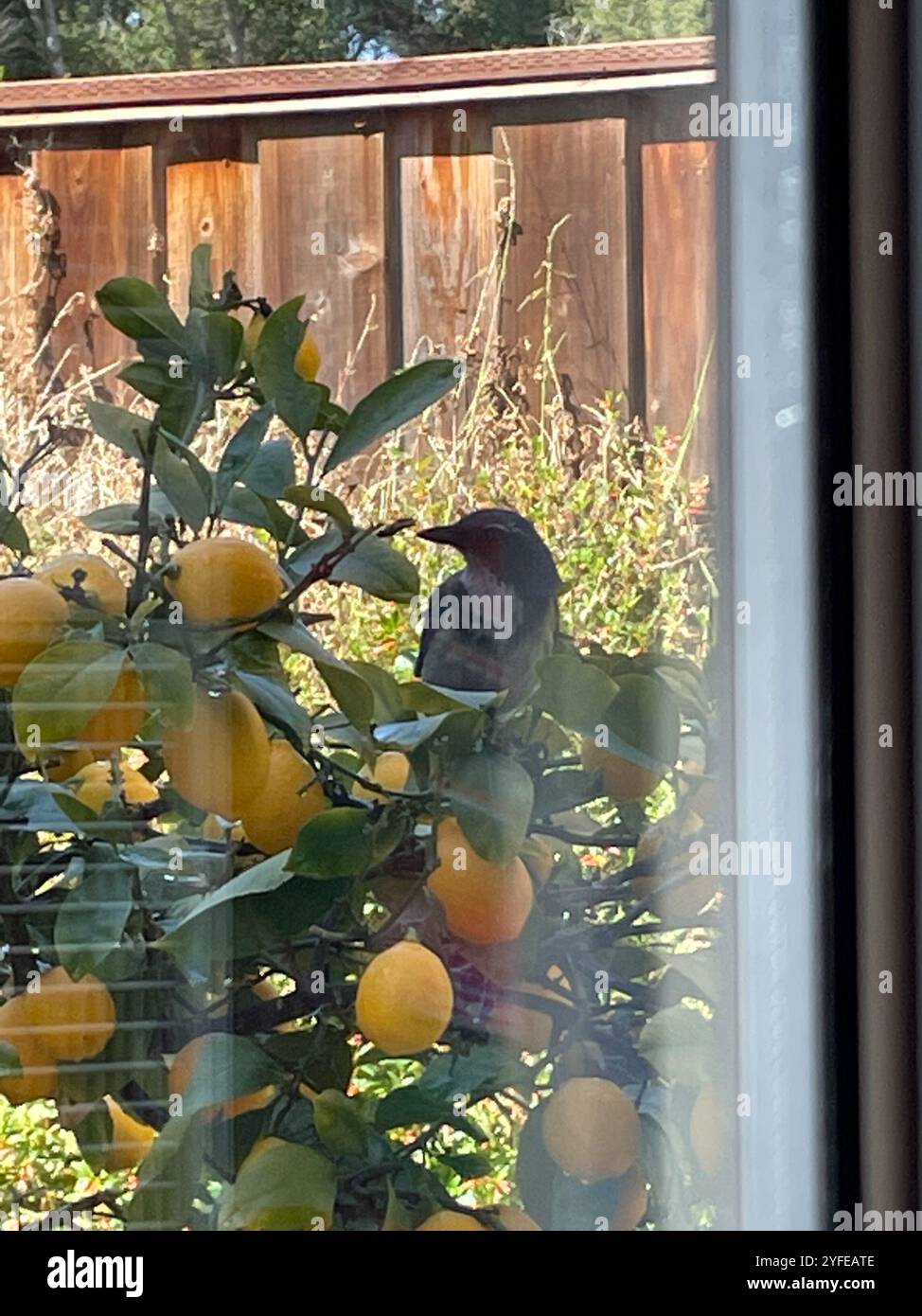 California Scrub-Jay (Aphelocoma californica Stock Photo - Alamy