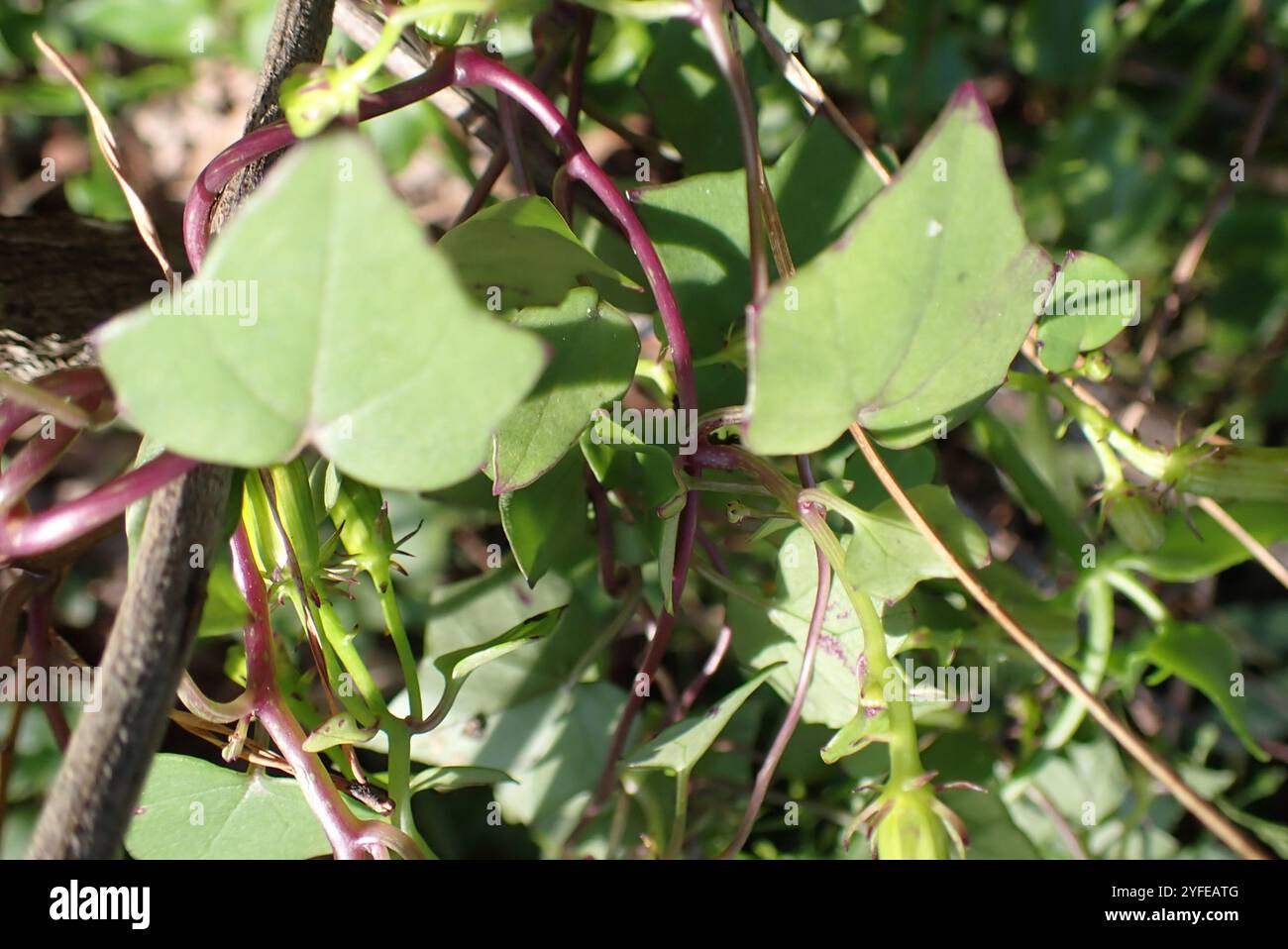Canary creeper (Senecio tamoides Stock Photo - Alamy