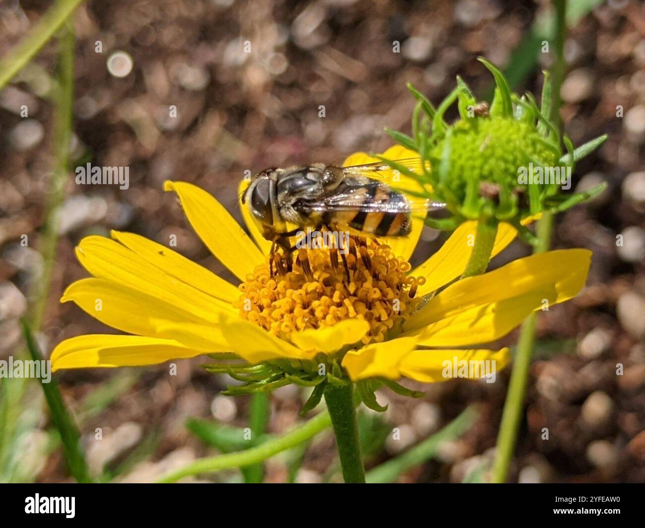 Yellow-spotted Bromeliad Fly (Copestylum avidum Stock Photo - Alamy