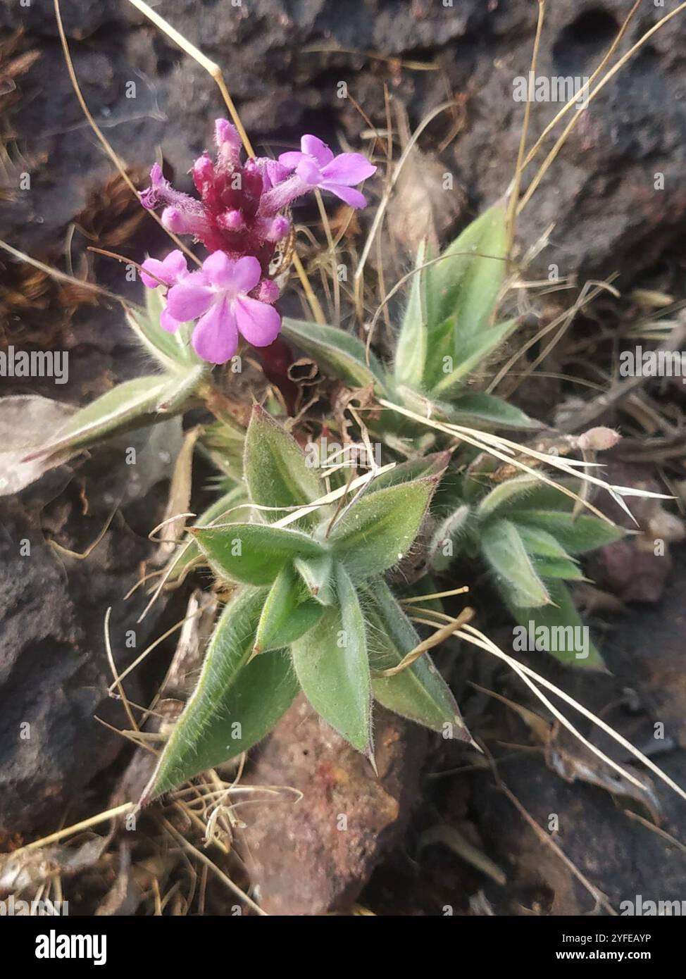 cowpea witchweed (Striga gesnerioides Stock Photo - Alamy