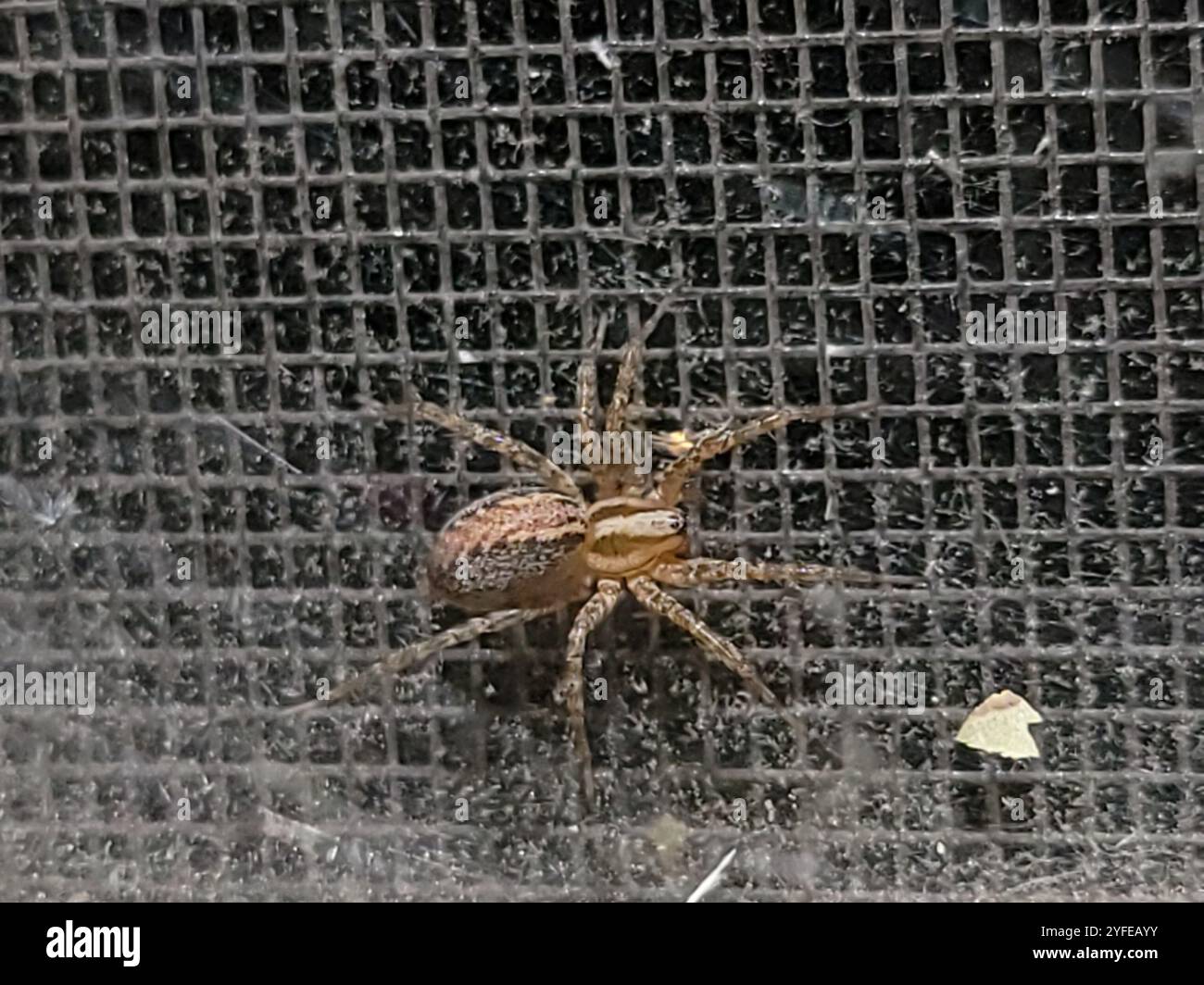 Funnel Weavers (Agelenidae Stock Photo - Alamy