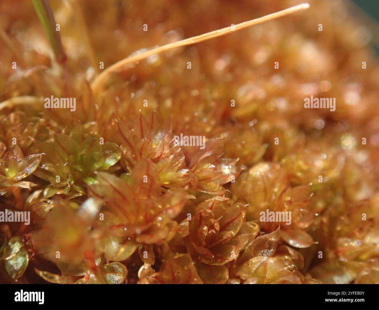 Capillary Thread-moss (Ptychostomum capillare Stock Photo - Alamy