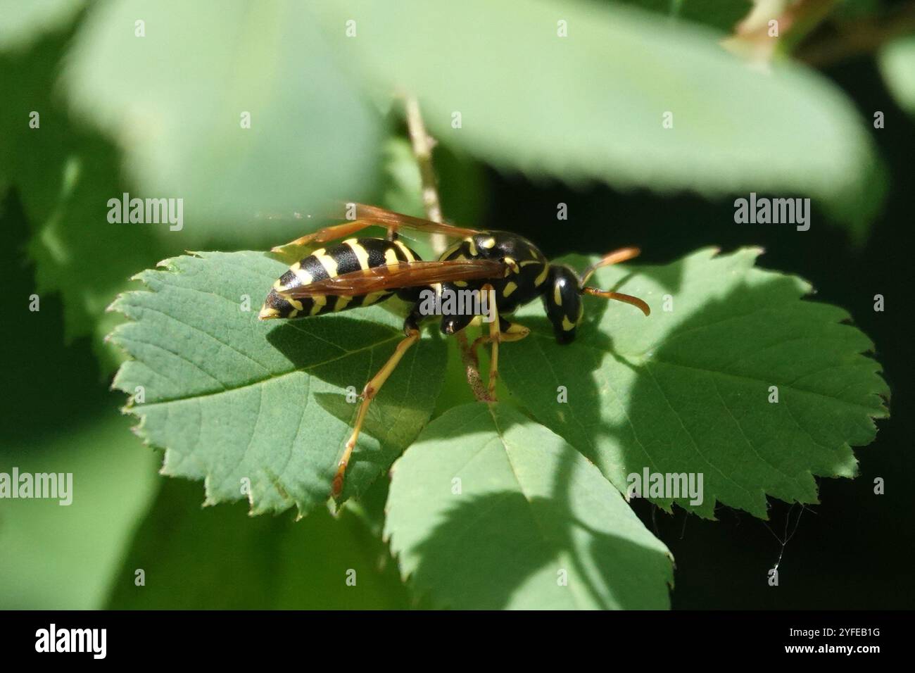 European Paper Wasp (Polistes dominula Stock Photo - Alamy