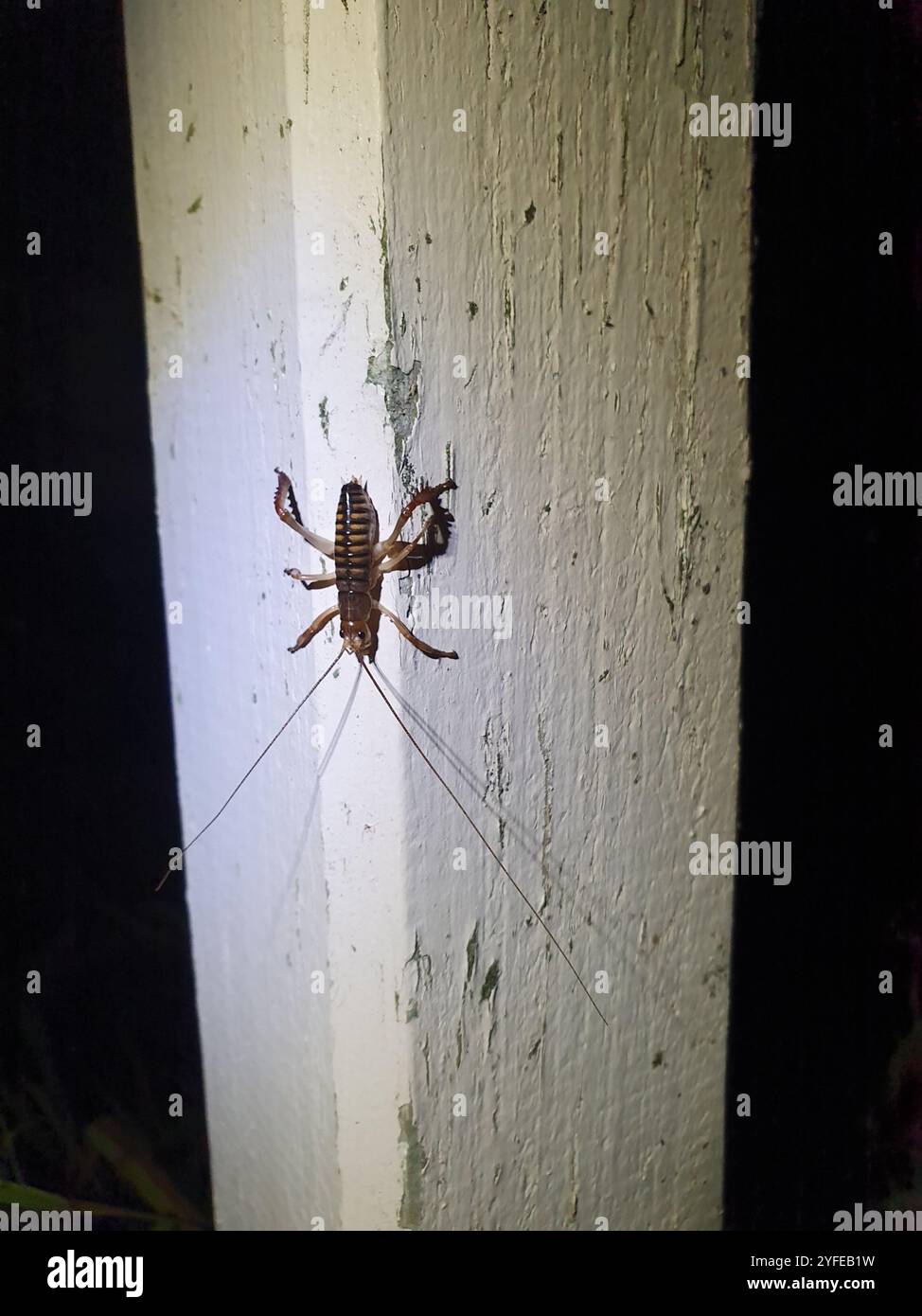 Wellington Tree Wētā (Hemideina crassidens Stock Photo - Alamy