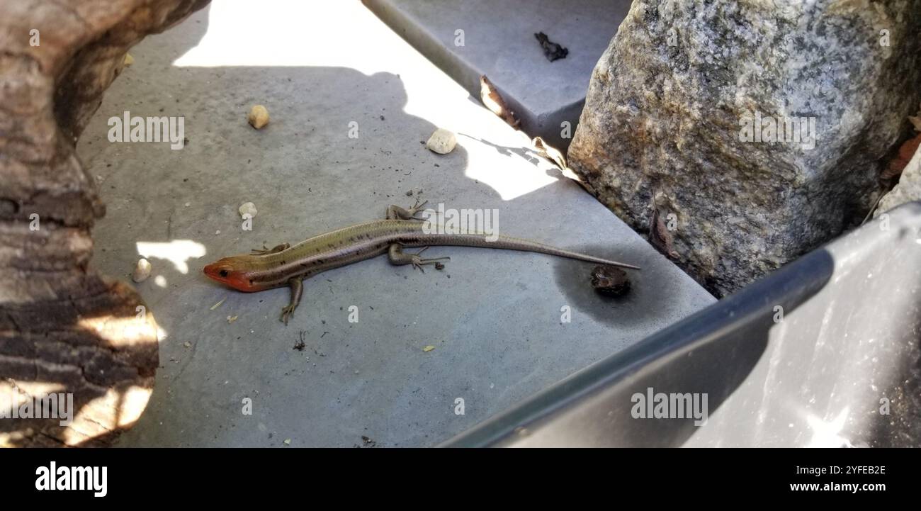 Common Five-lined Skink (Plestiodon fasciatus Stock Photo - Alamy