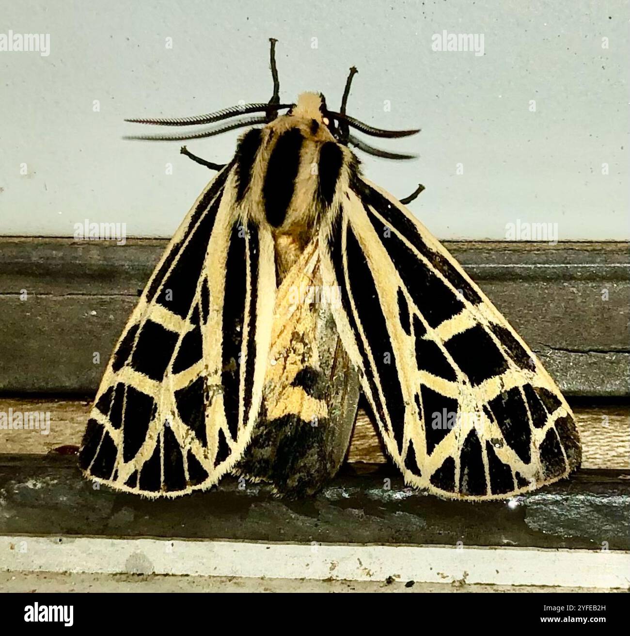 Anna Tiger Moth (Apantesis anna Stock Photo - Alamy