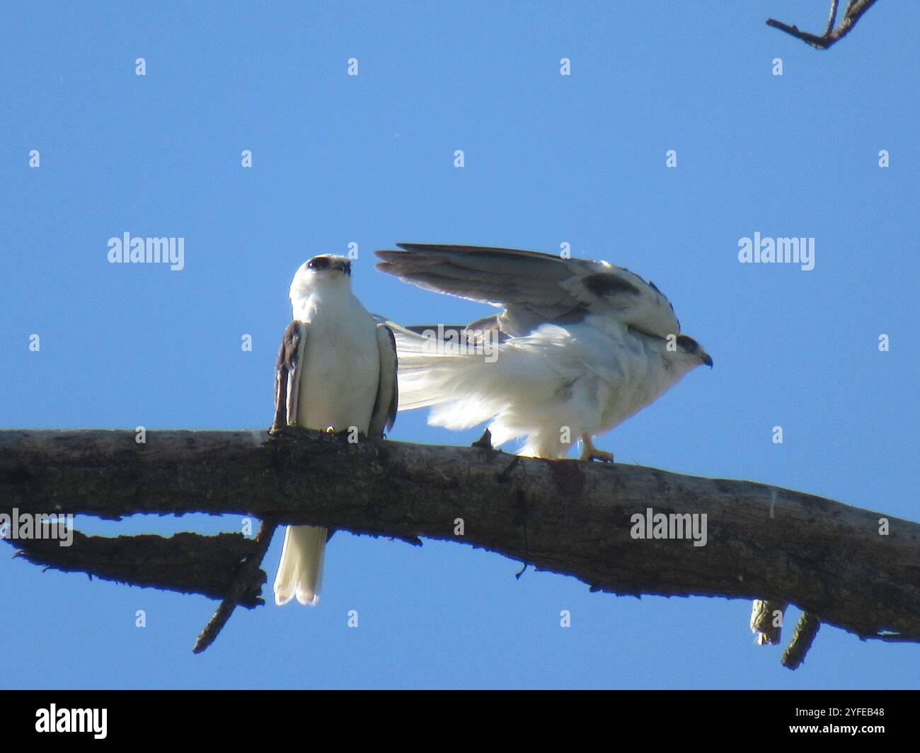 White-tailed Kite (Elanus leucurus Stock Photo - Alamy