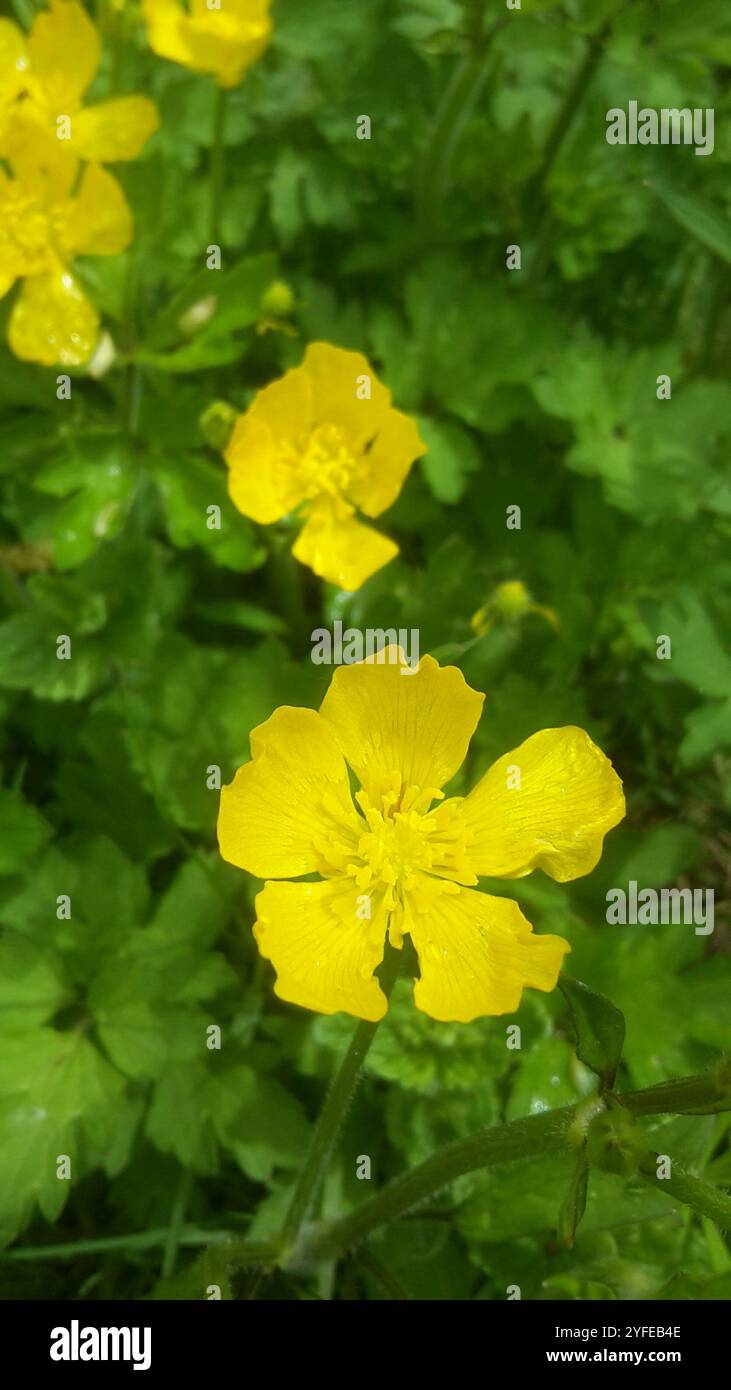 Creeping buttercup (Ranunculus repens Stock Photo - Alamy