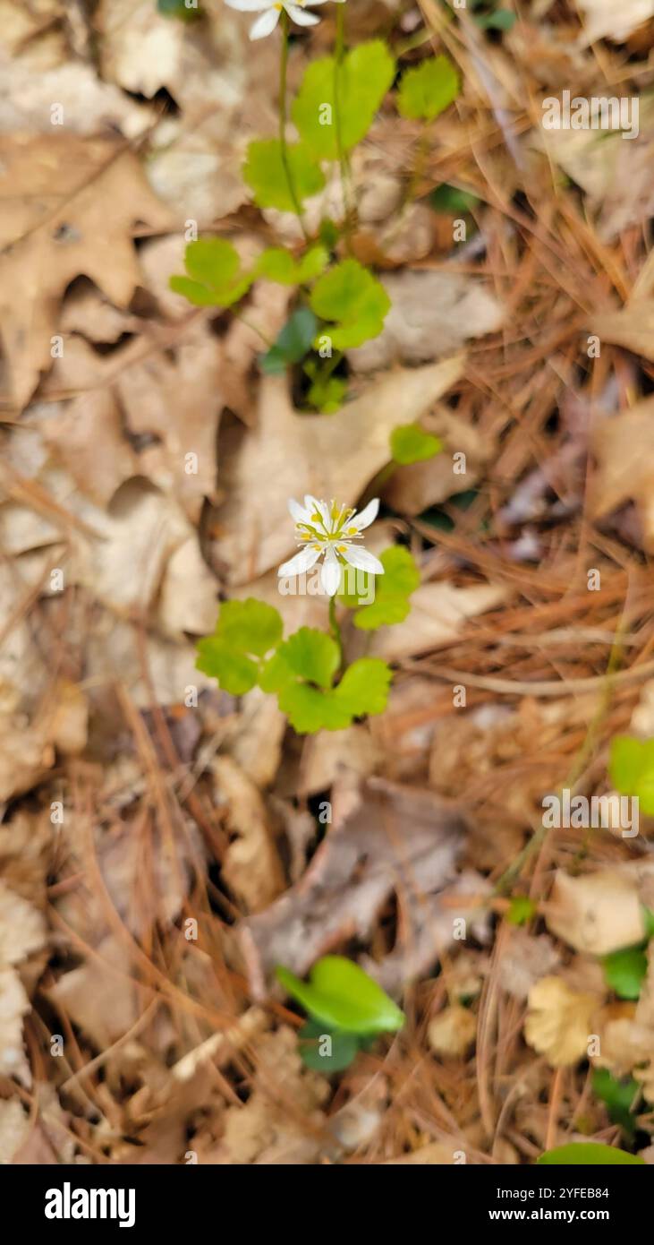 threeleaf goldthread (Coptis trifolia Stock Photo - Alamy
