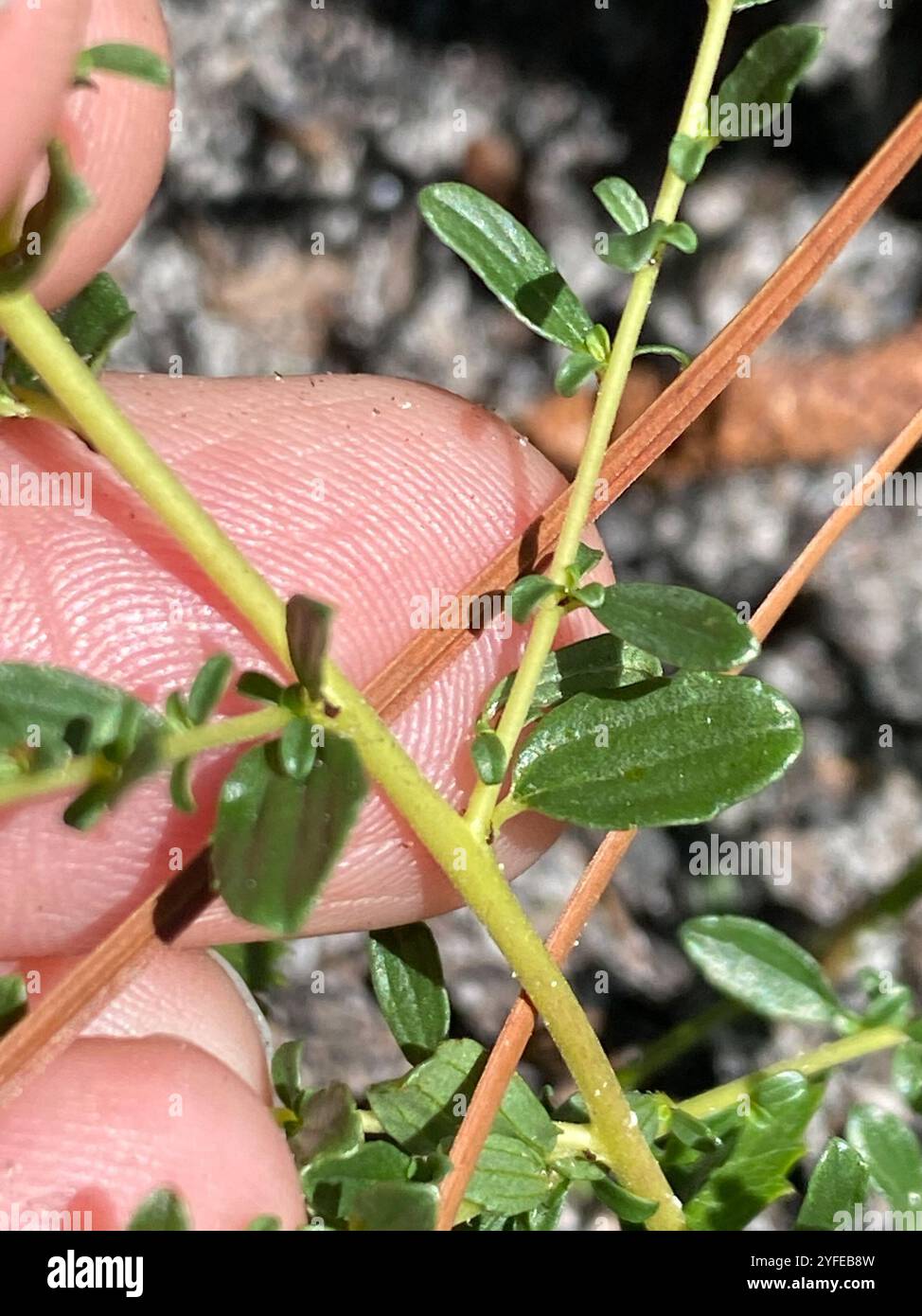 Littleleaf Buckbrush (Ceanothus microphyllus Stock Photo - Alamy