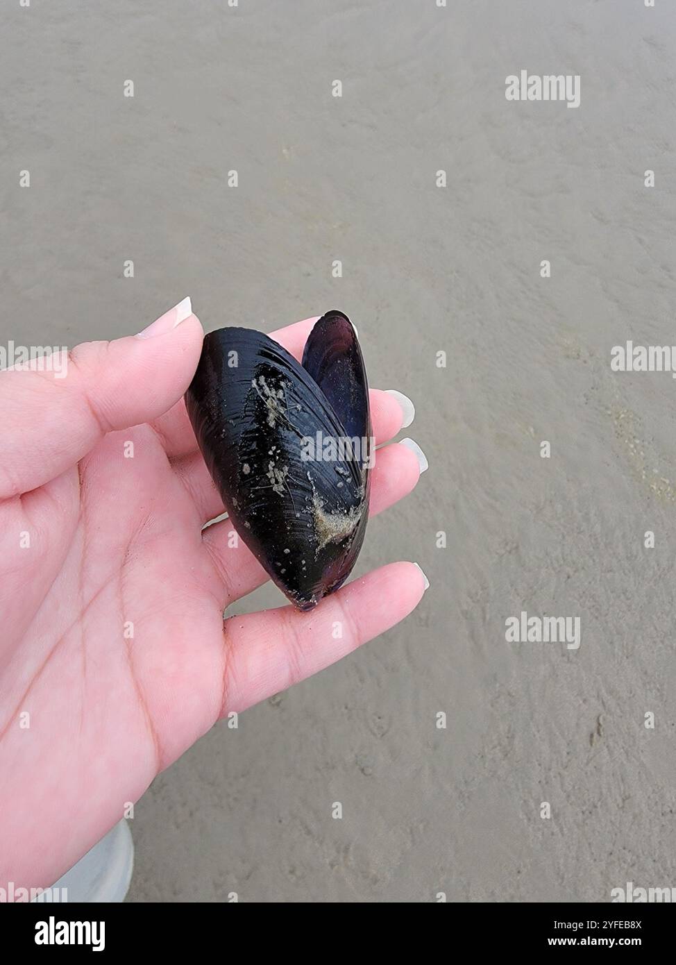 Mediterranean Mussel (Mytilus galloprovincialis Stock Photo - Alamy