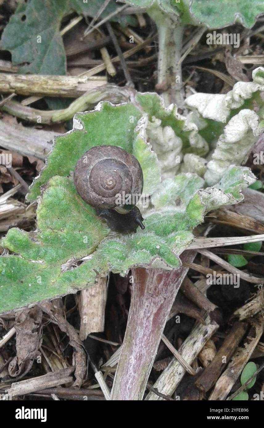 Copse Snail (Arianta arbustorum Stock Photo - Alamy
