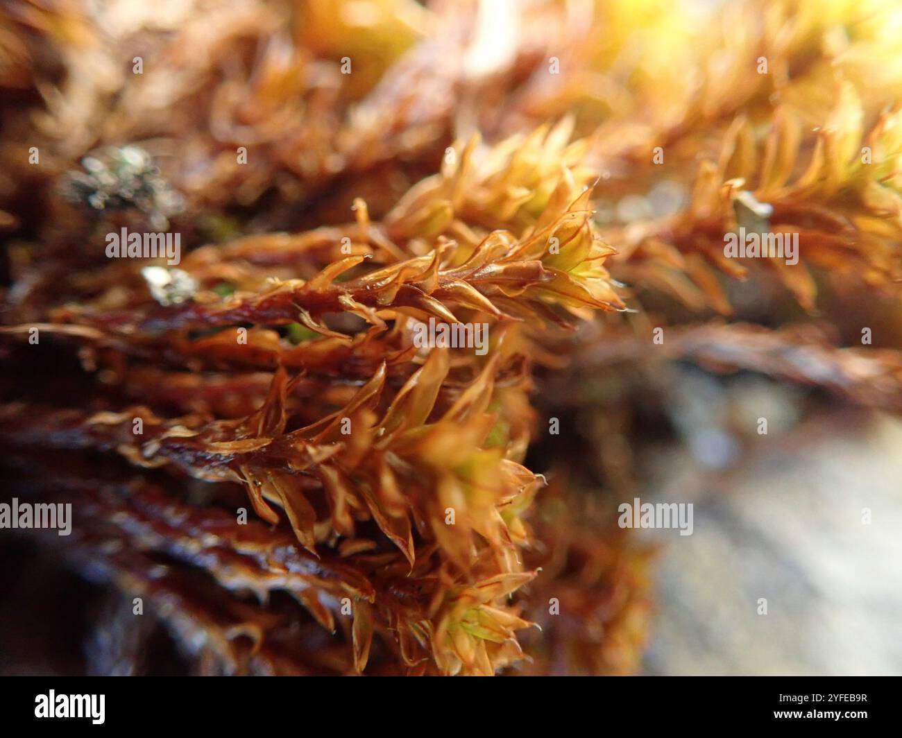 Brown Screw-moss (Syntrichia princeps Stock Photo - Alamy